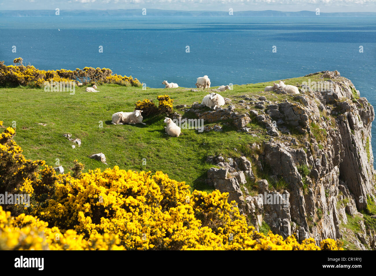Sheep grazing on a cliff top on the south Gower coast Stock Photo - Alamy