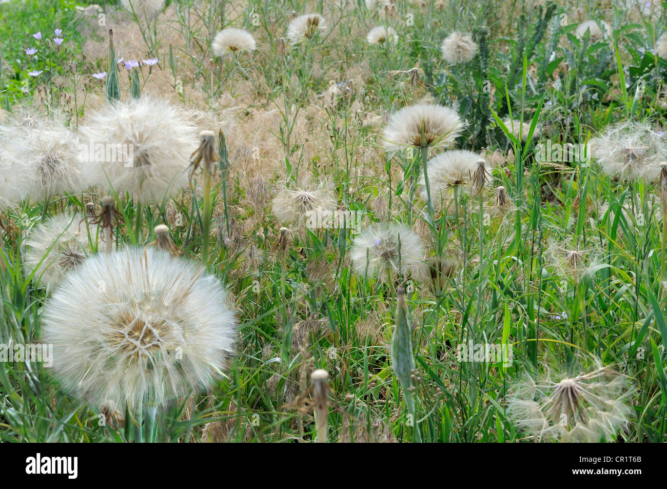 Field dandelions in urban meadow hi-res stock photography and images ...