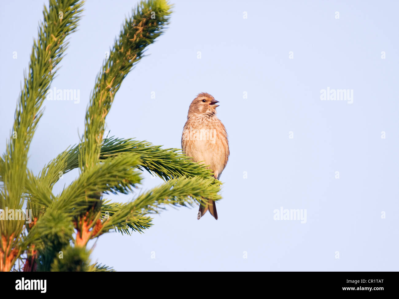Female linnet bird hi-res stock photography and images - Alamy