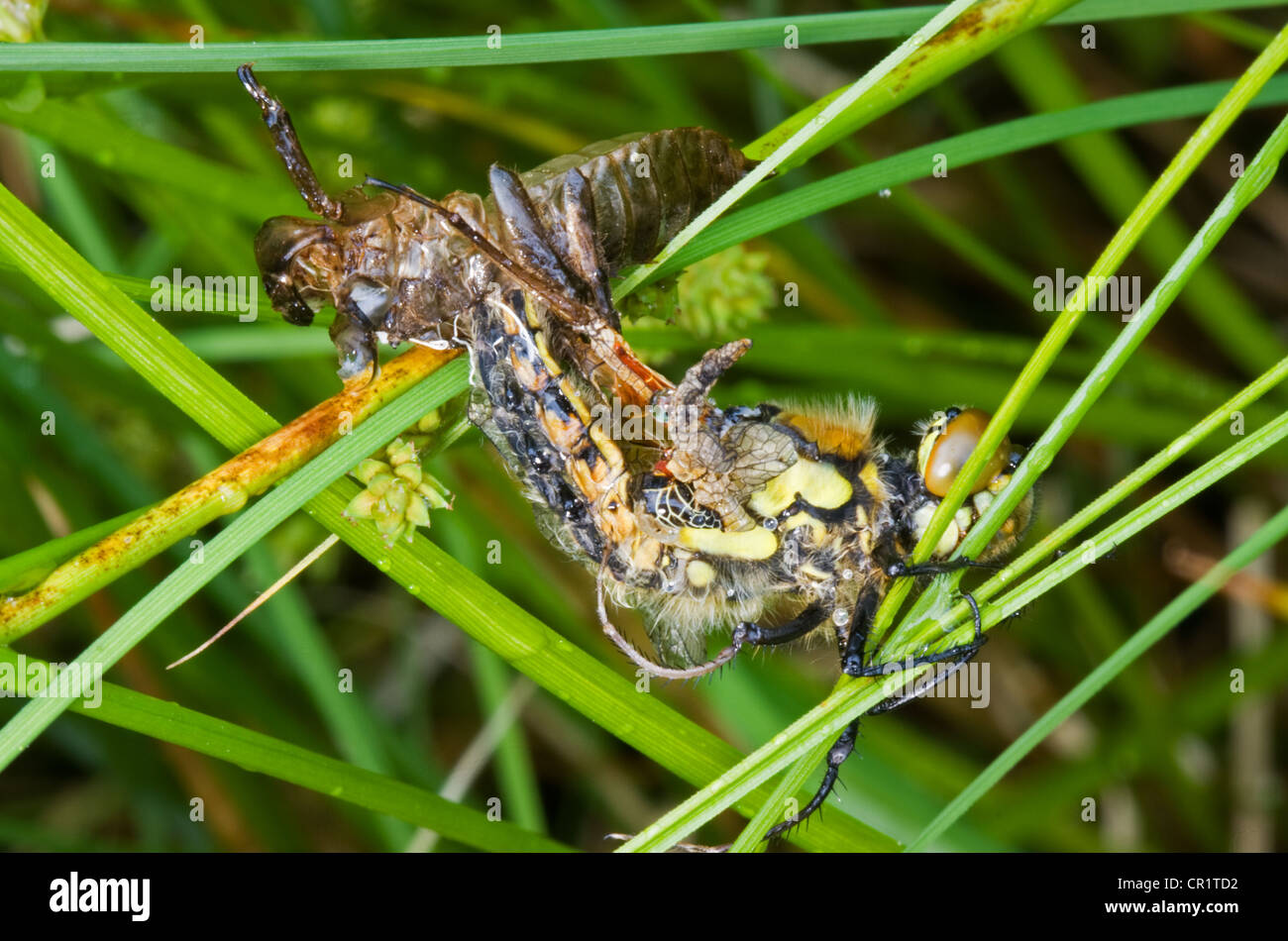 Dragonfly, crawling out of its old skin Stock Photo - Alamy