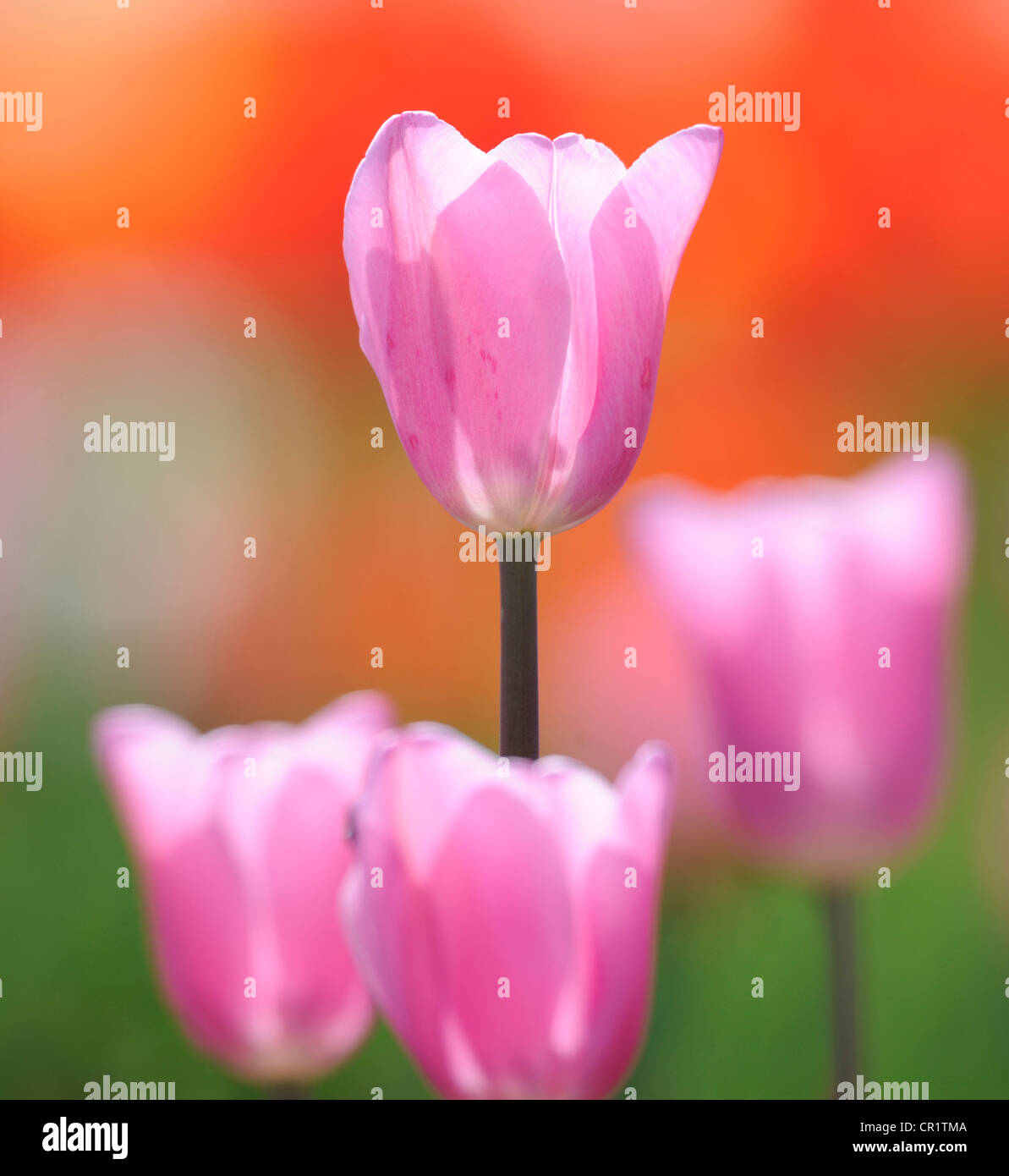 Liliida hi-res stock photography and images - Alamy