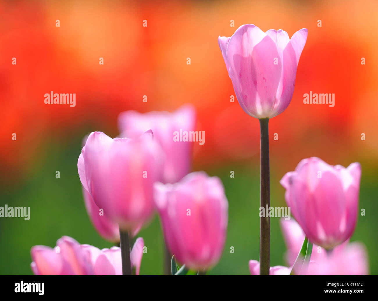 Fuchsia tulips hi-res stock photography and images - Alamy
