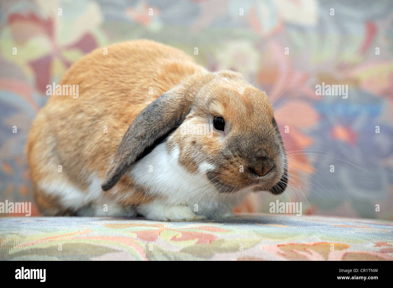 European Dwarf Rabbit (Oryctolagus cuniculus Stock Photo - Alamy