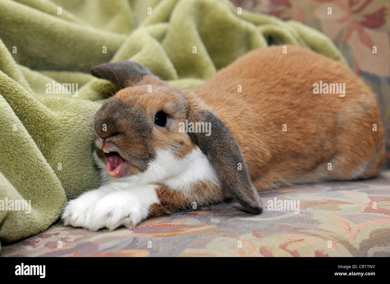 Rabbit yawning hi-res stock photography and images - Alamy