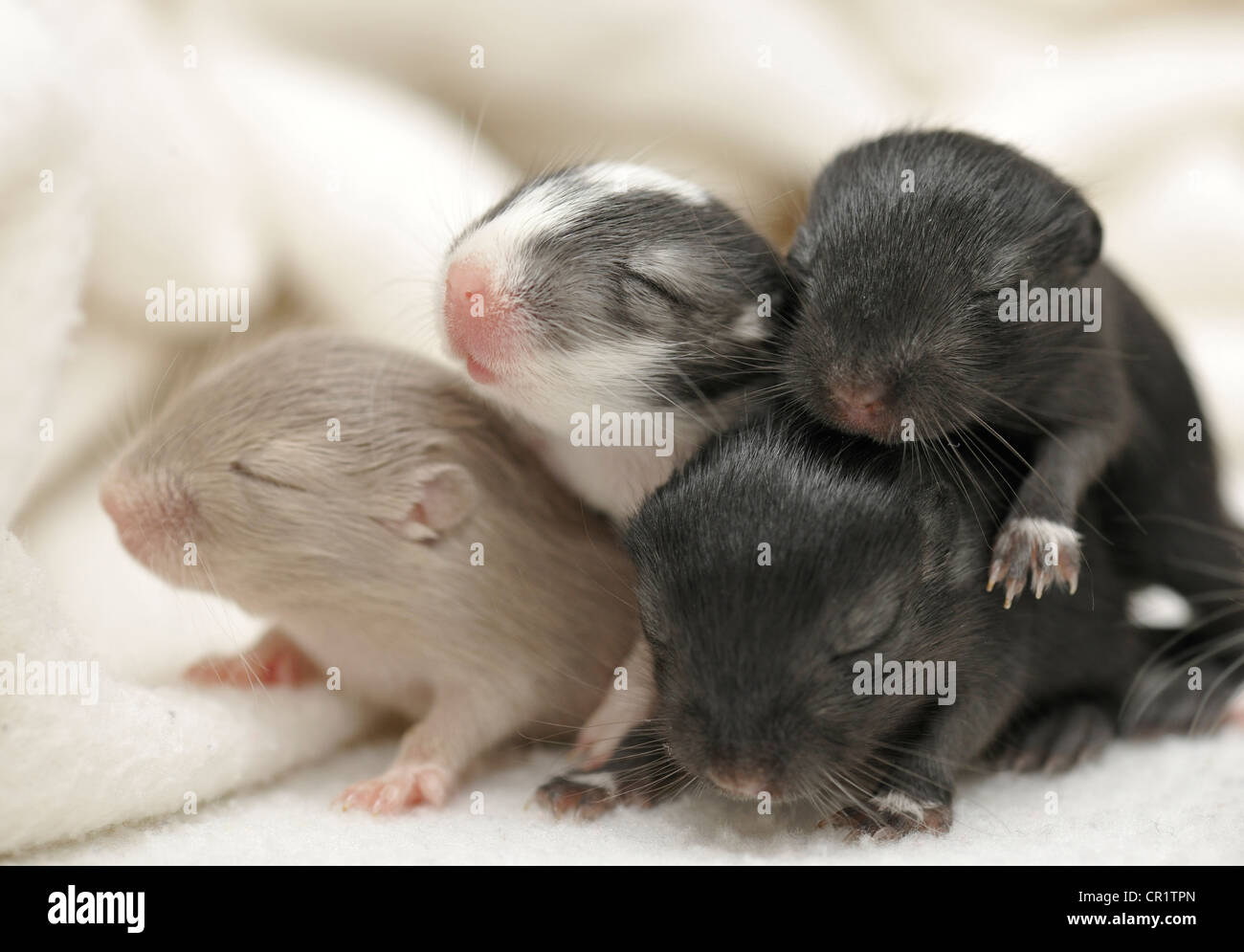 Jirds hi-res stock photography and images - Alamy