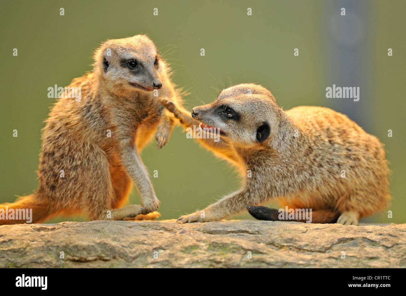 Animals arguing hi-res stock photography and images - Alamy