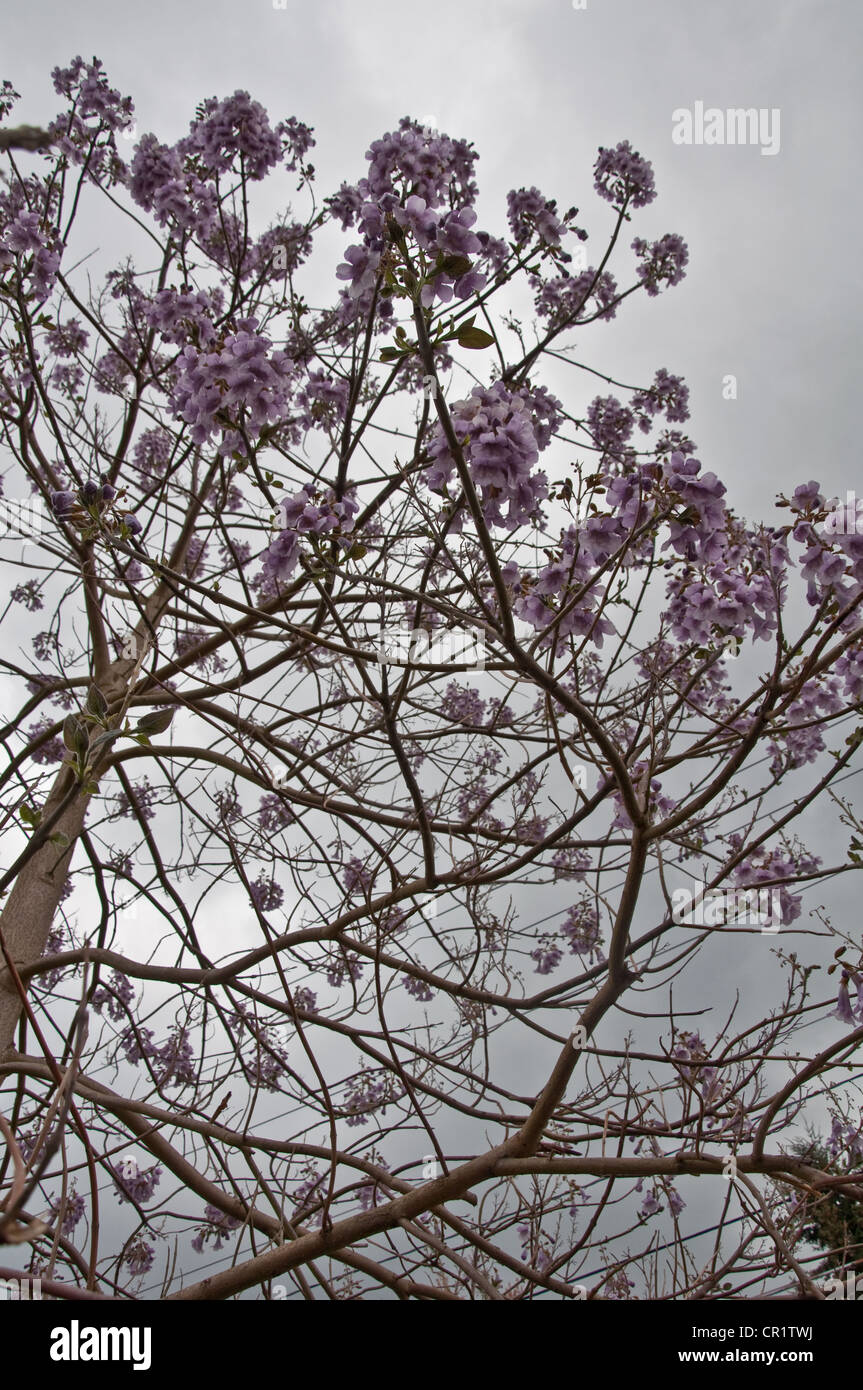 This rare foxglove tree, Paulownia tomentosa is in full bloom with ...