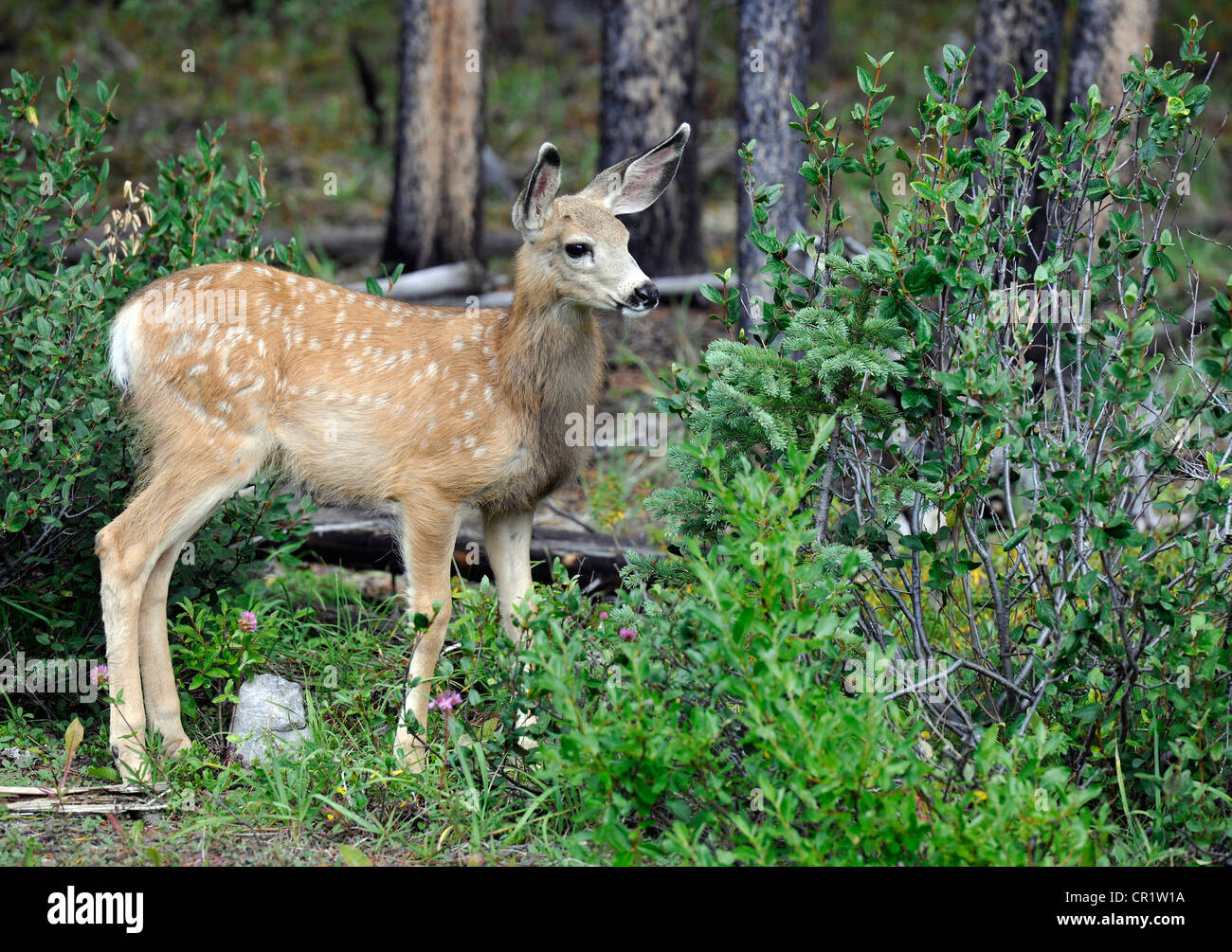 Mule deer with fawn hi-res stock photography and images - Alamy