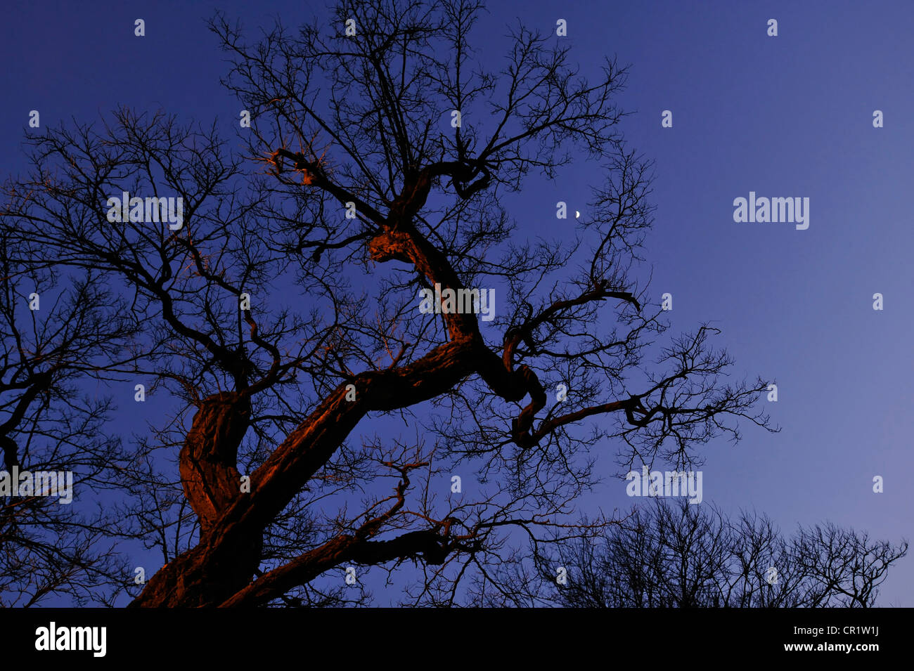Tree, night sky, moon Stock Photo - Alamy