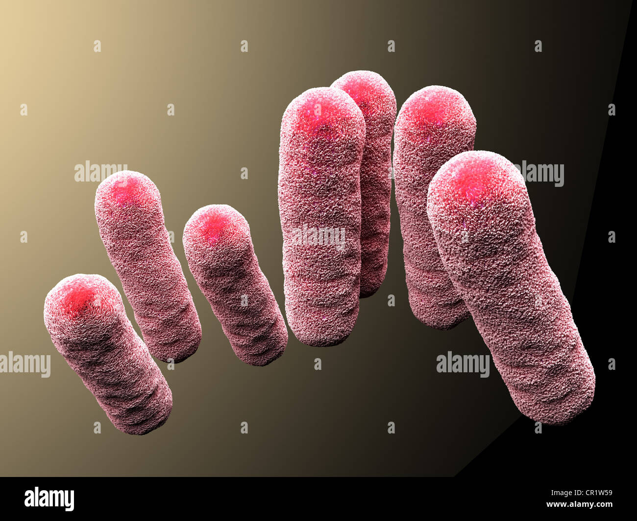 3d-rendering, enterobacteriaceae, bacteria Stock Photo - Alamy