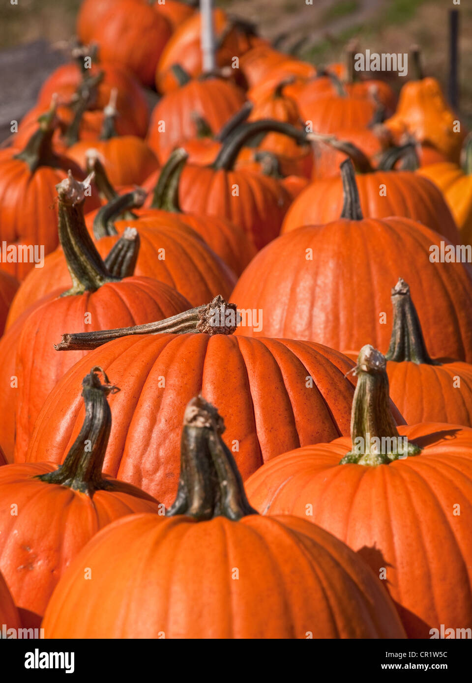 Pumpkin in row hi-res stock photography and images - Alamy