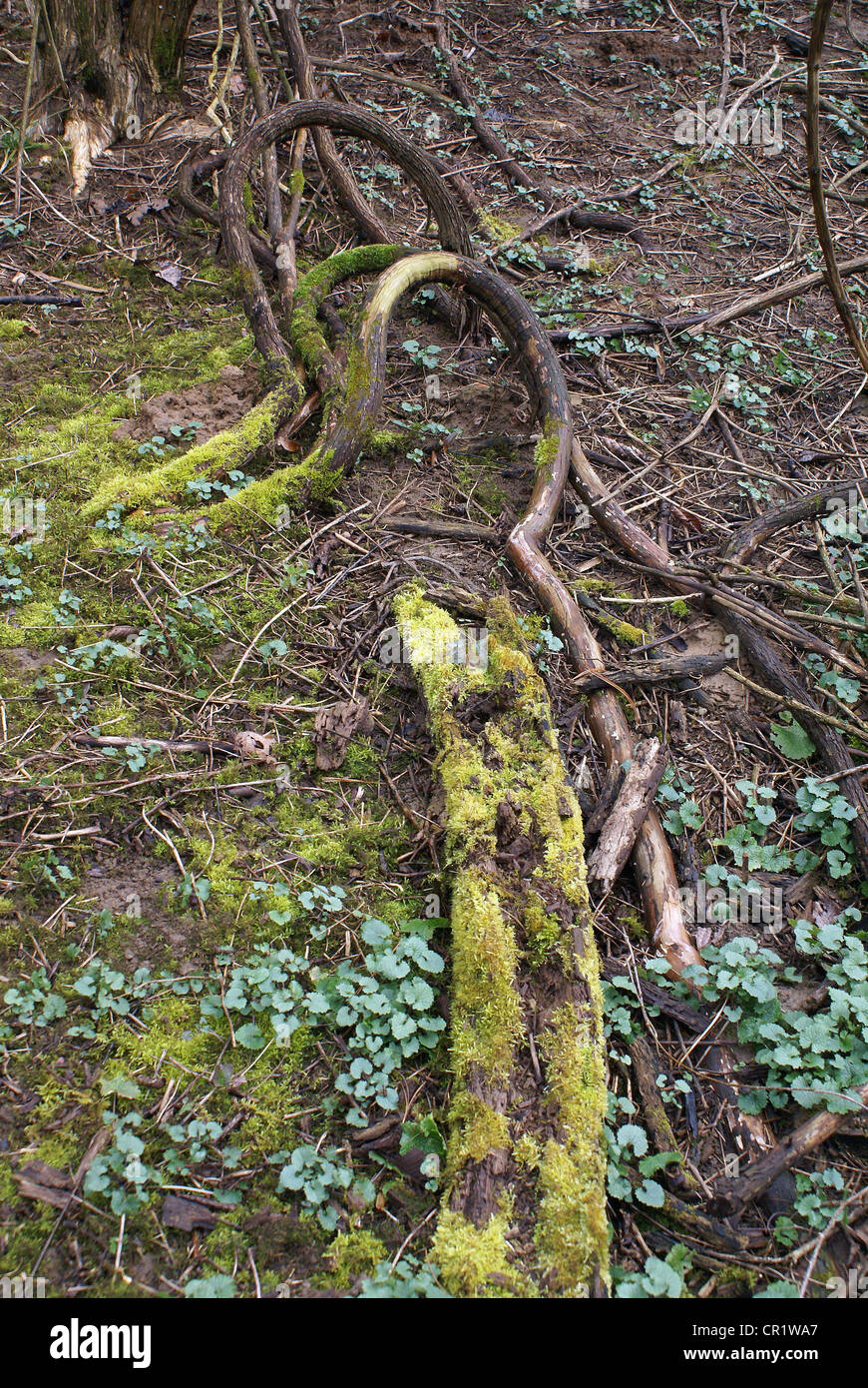 Moss, vines, new growth on forest floor Stock Photo - Alamy