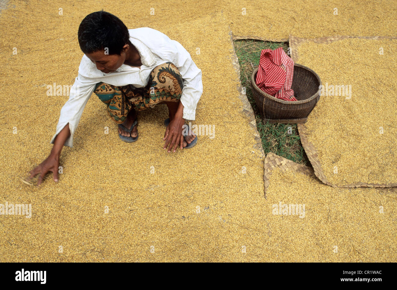Rice drying hi-res stock photography and images - Alamy