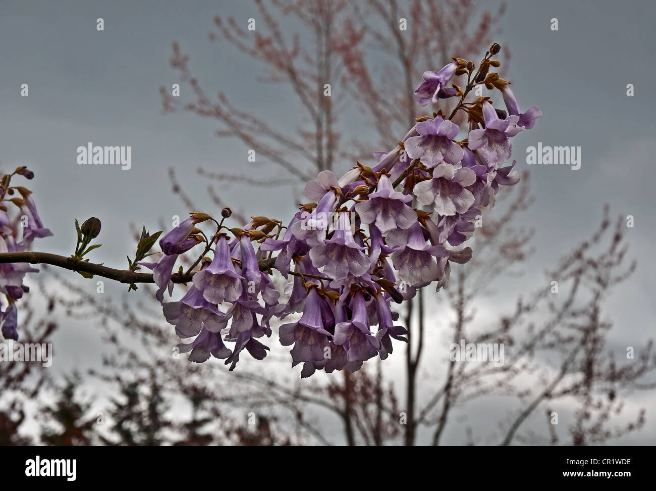 Foxglove tree hi-res stock photography and images - Alamy