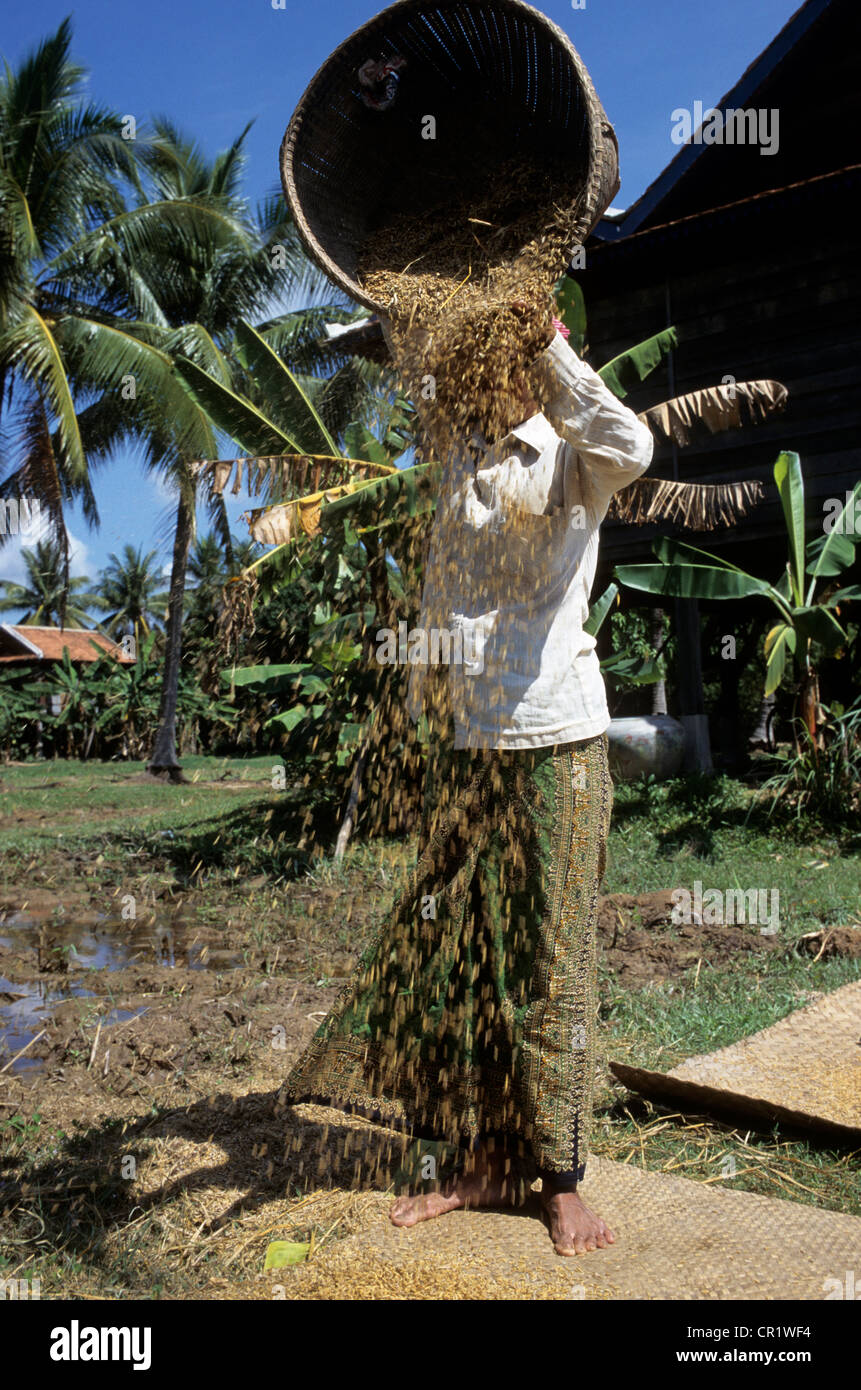 Cambodia, Siem Reap Province, khmer woman winnowing rice Stock Photo ...