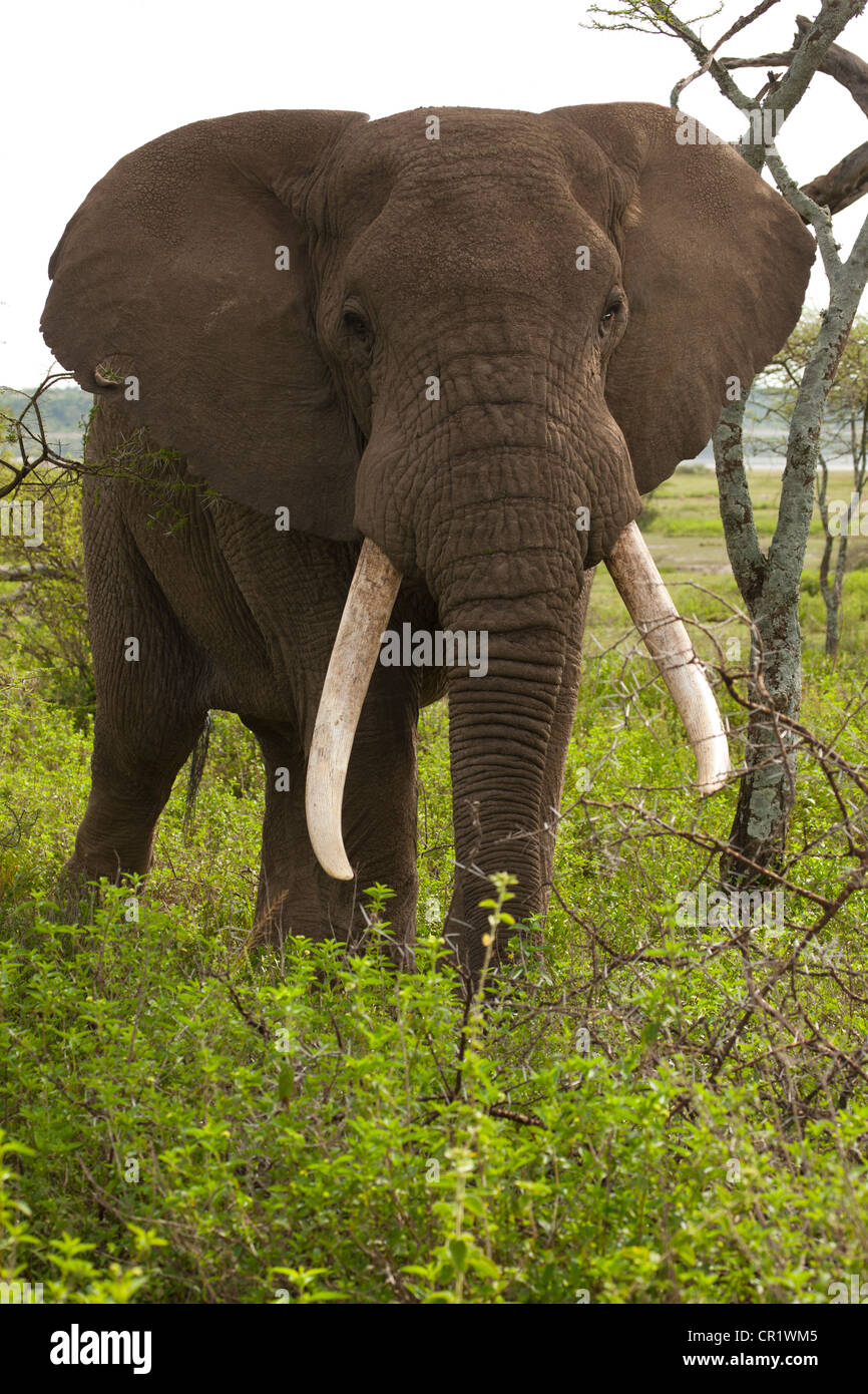 Ears flared hi-res stock photography and images - Alamy