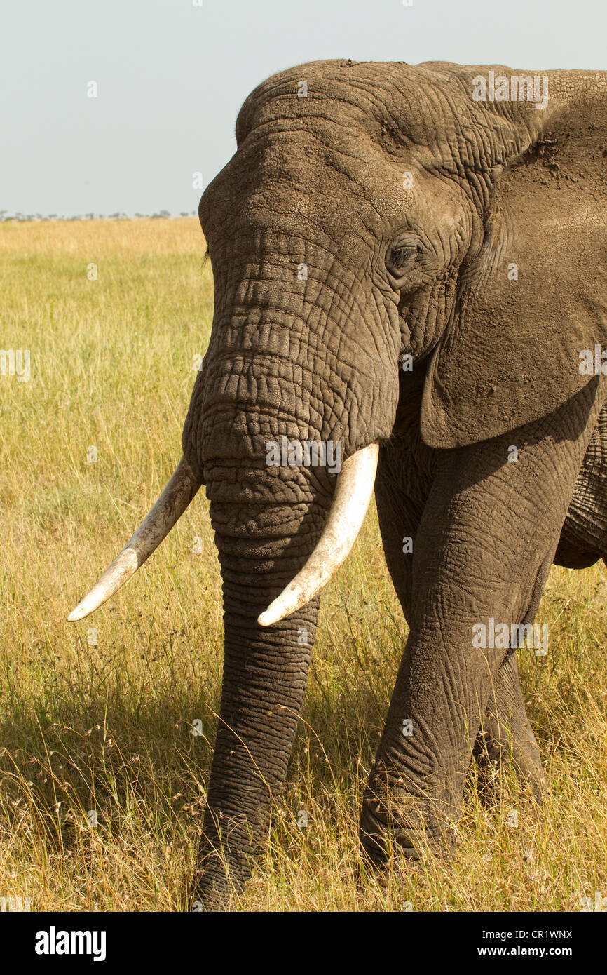 Relative of the the elephant hi-res stock photography and images - Alamy