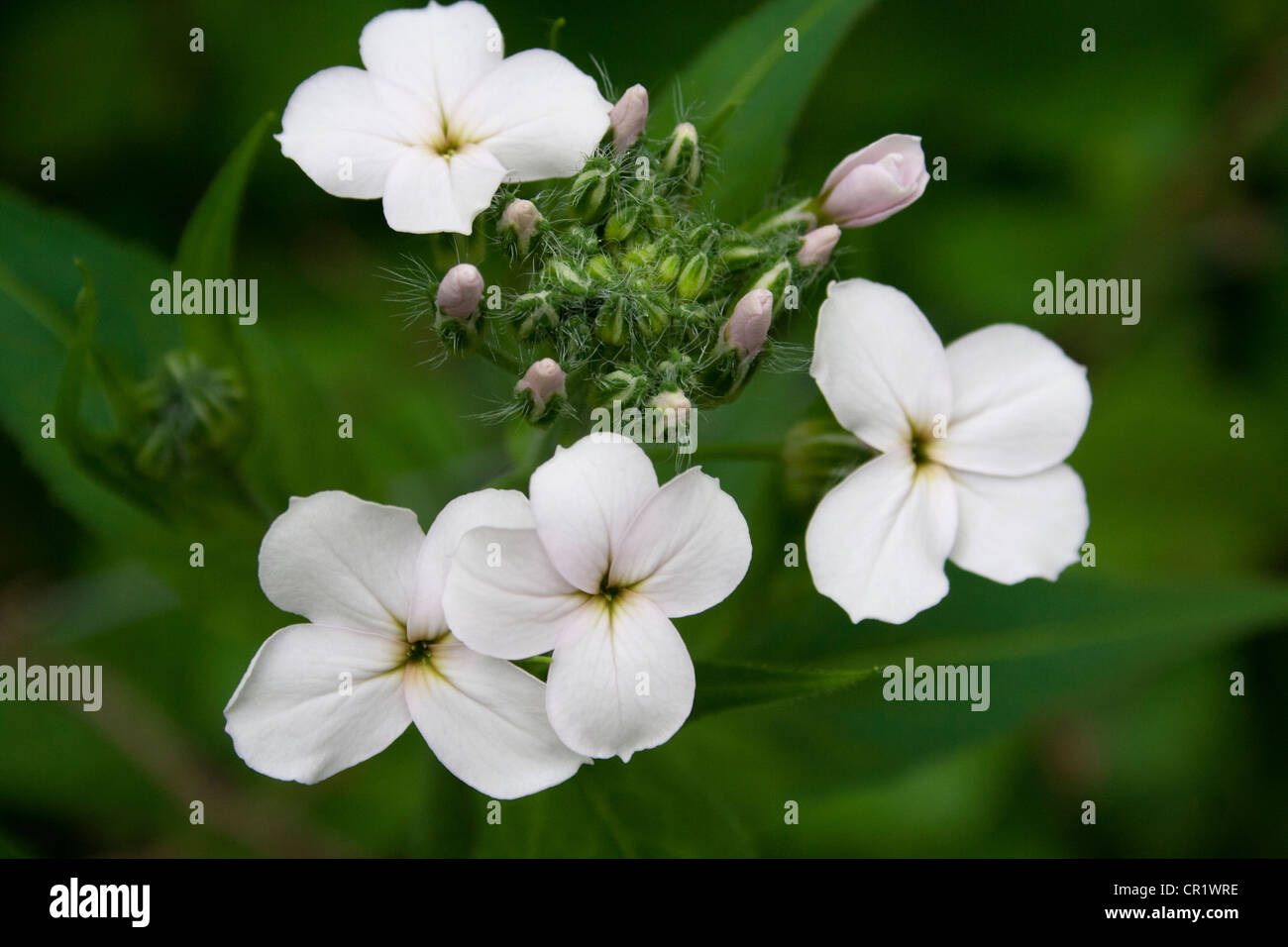 Ladies smock hi-res stock photography and images - Alamy
