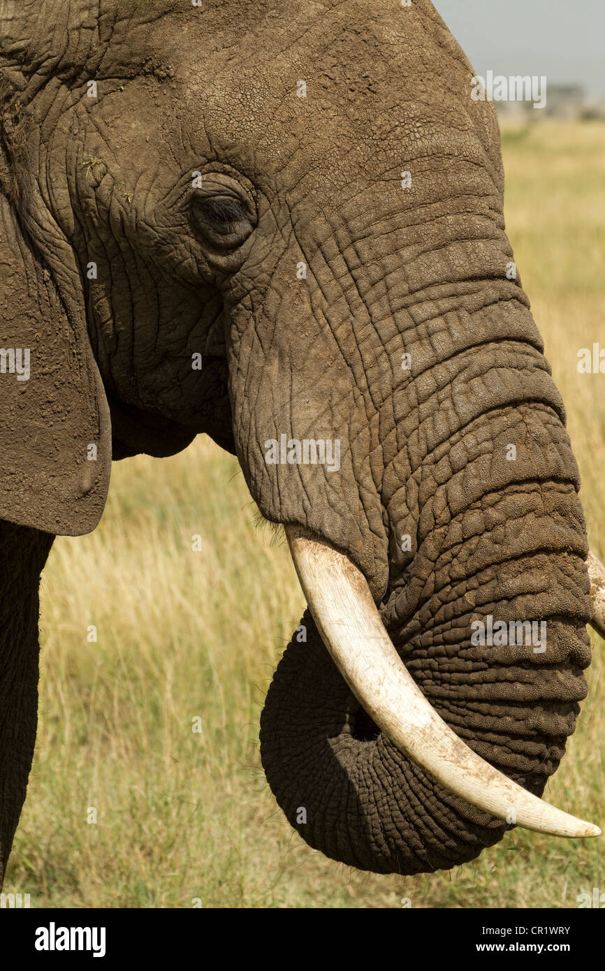 Relative to elephant hi-res stock photography and images - Alamy