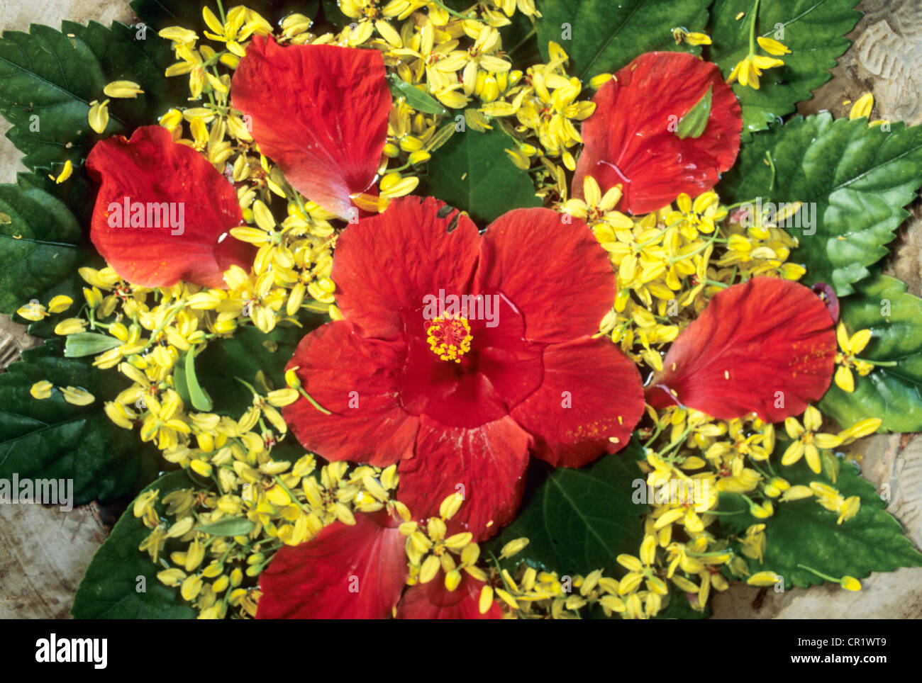 Mauritius, flower arrangement based on hibiscus flower Stock Photo - Alamy