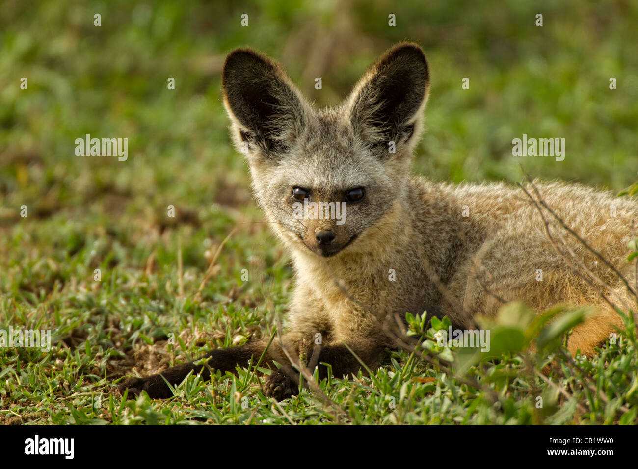 Bat-eared Fox Portrait Stock Photo - Alamy