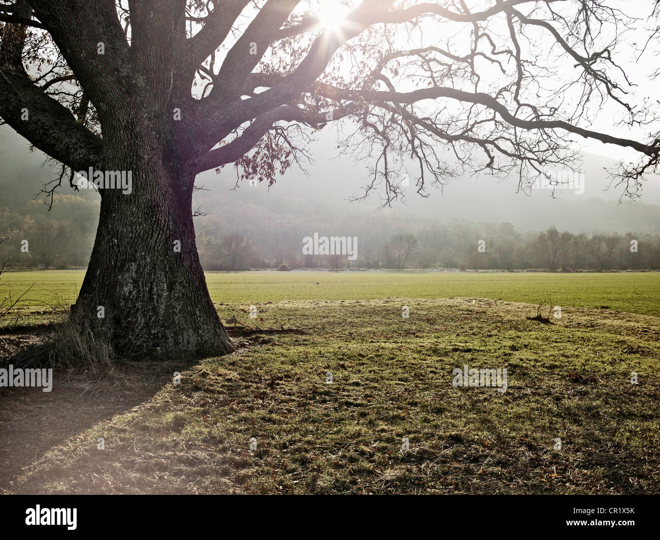 Tree growing in rural field Stock Photo - Alamy