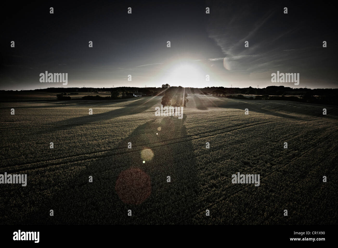 Tree growing in rural field Stock Photo - Alamy