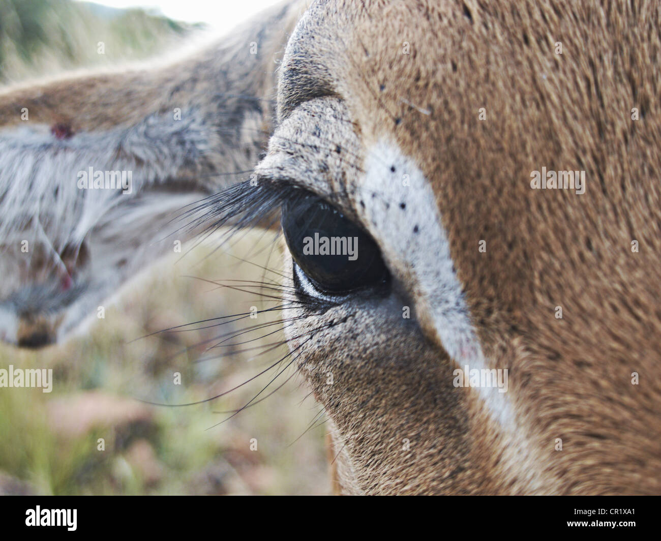 Impala closeup hi-res stock photography and images - Alamy