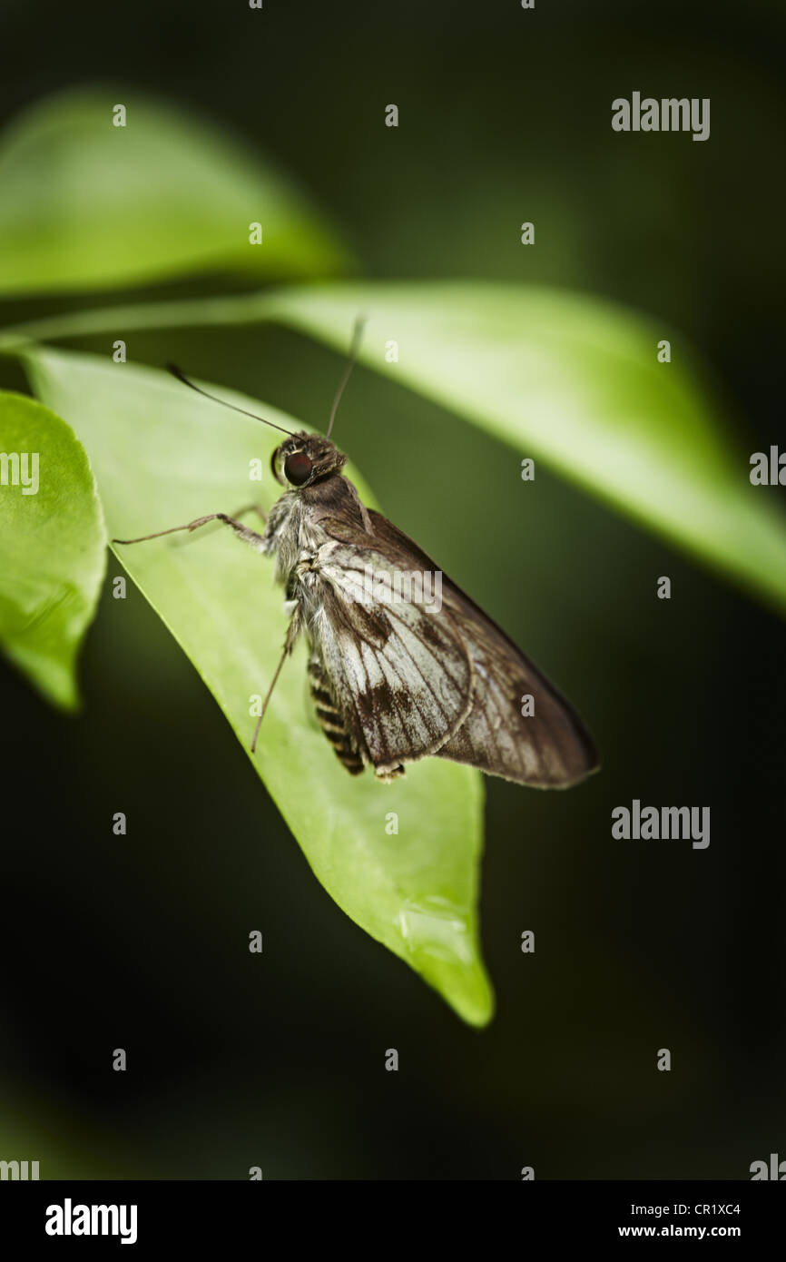 Butterfly and leaf hi-res stock photography and images - Alamy