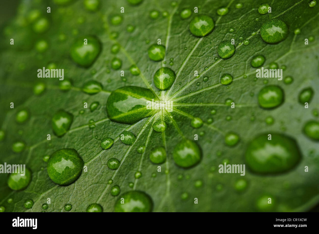 Rainwater droplet hi-res stock photography and images - Alamy