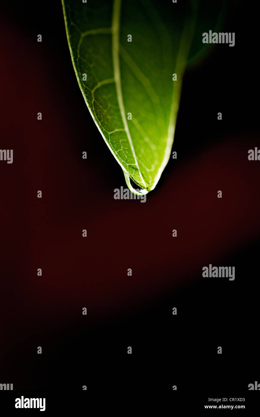 Close up of water droplet on leaf Stock Photo - Alamy