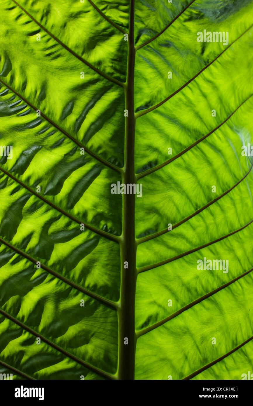 Vein leaf hi-res stock photography and images - Alamy