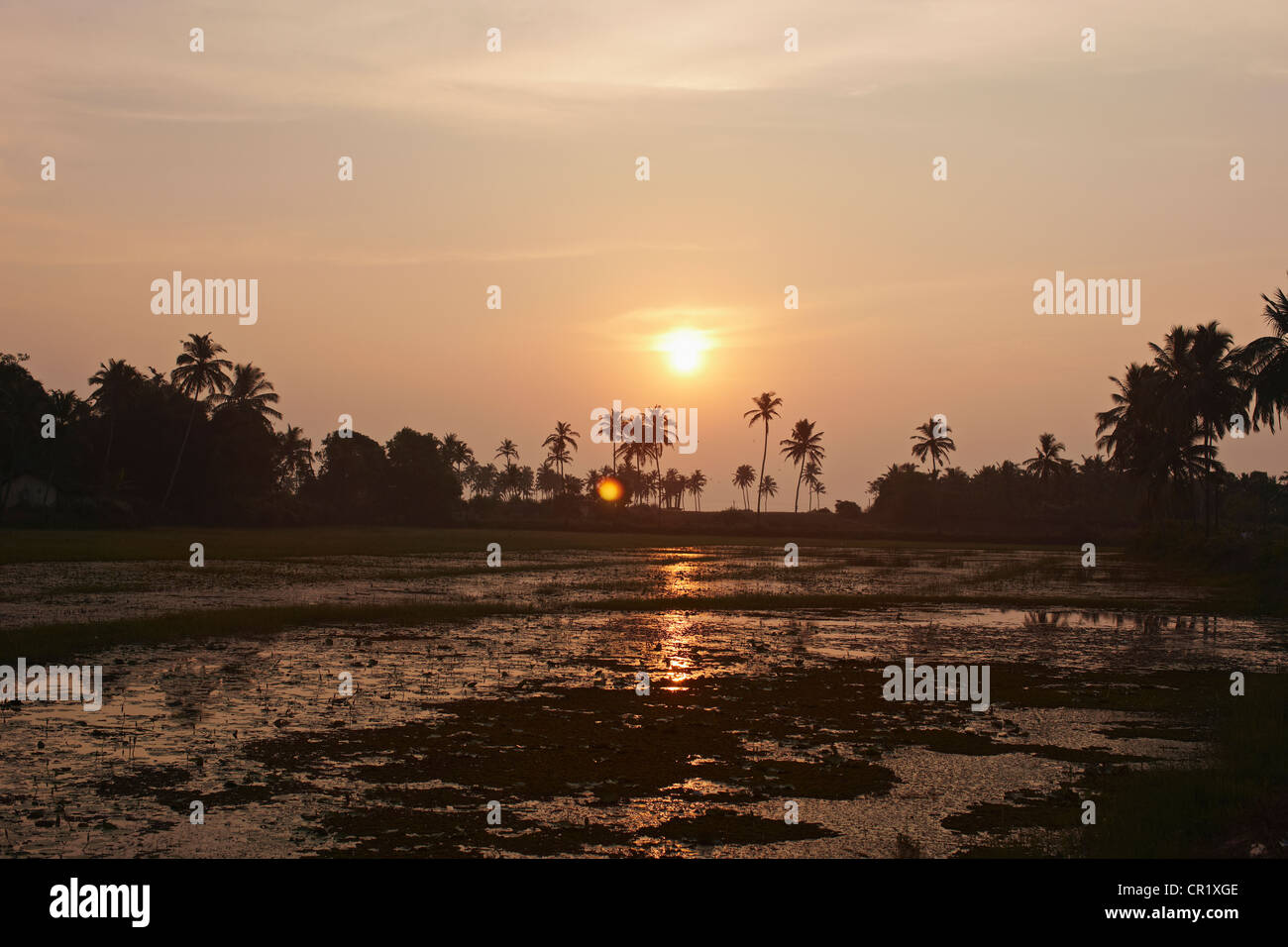 Palm trees in tropical swamp Stock Photo - Alamy