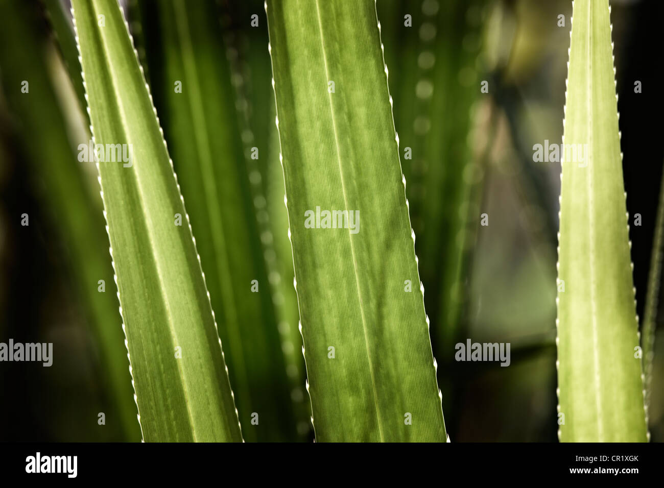 Green Stalks High Resolution Stock Photography and Images - Alamy