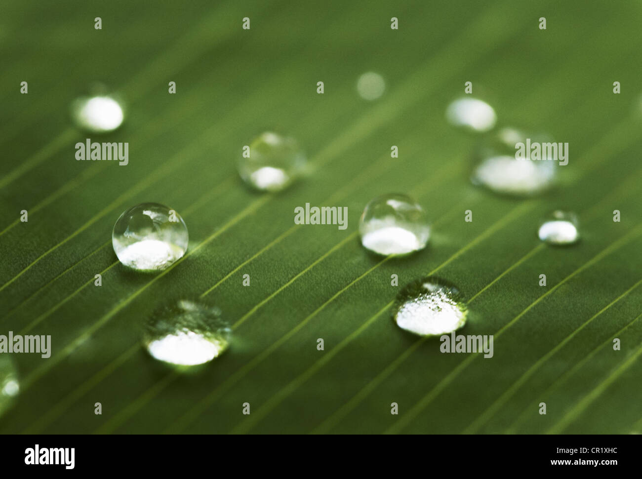 Rainwater on leaf hi-res stock photography and images - Alamy