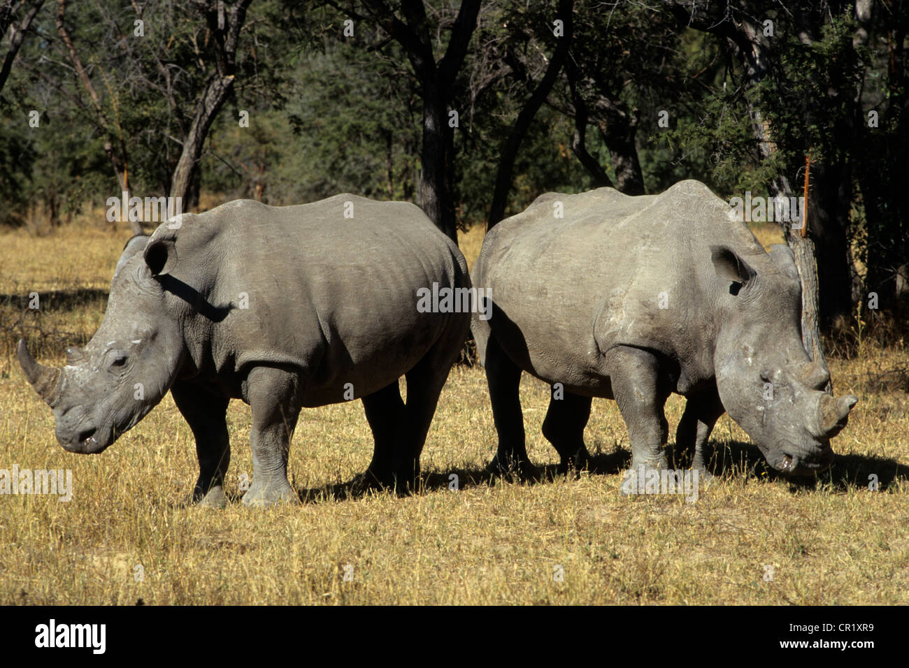 Matopos hi-res stock photography and images - Alamy