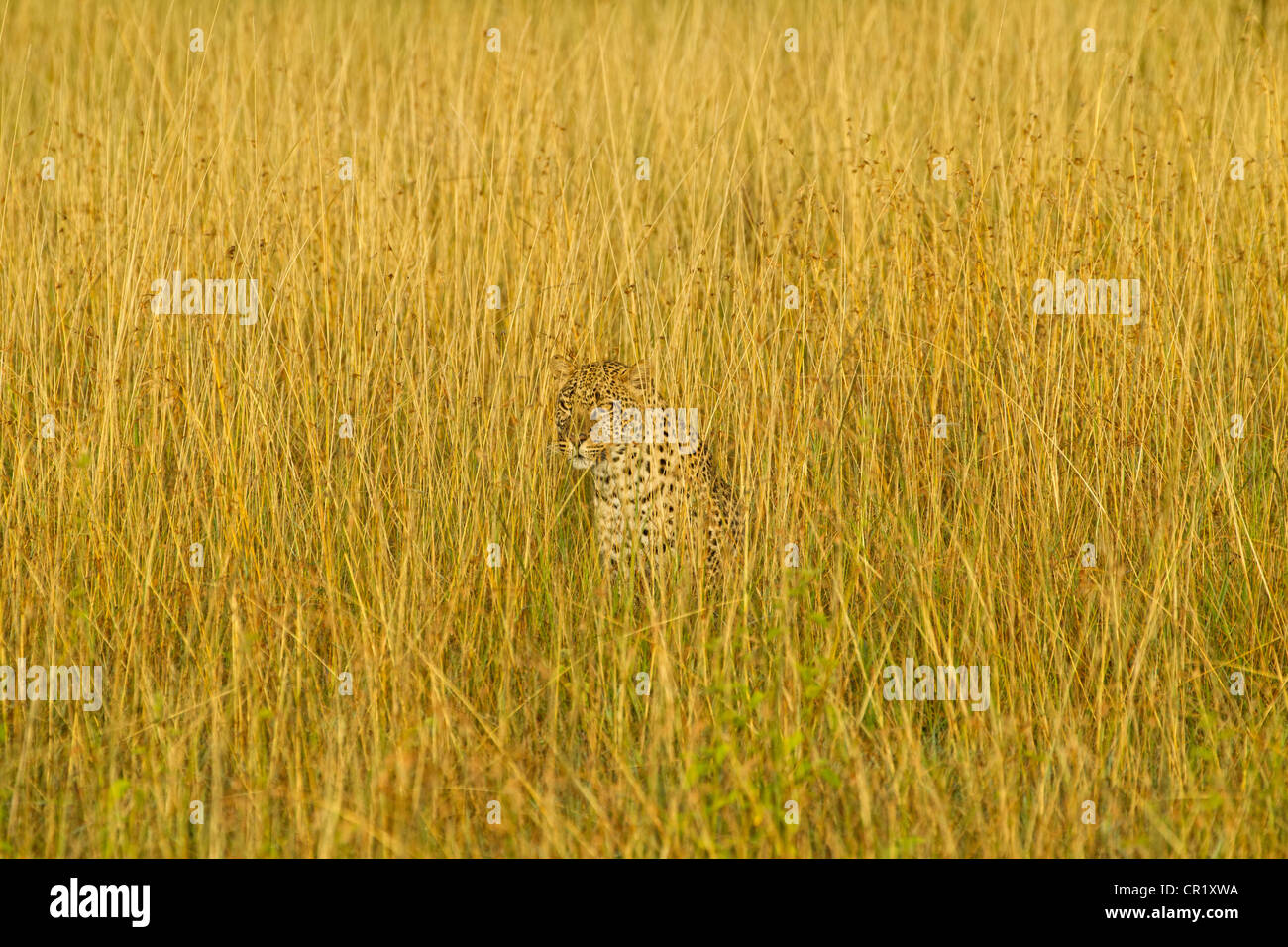 Camouflage animals hi-res stock photography and images - Alamy
