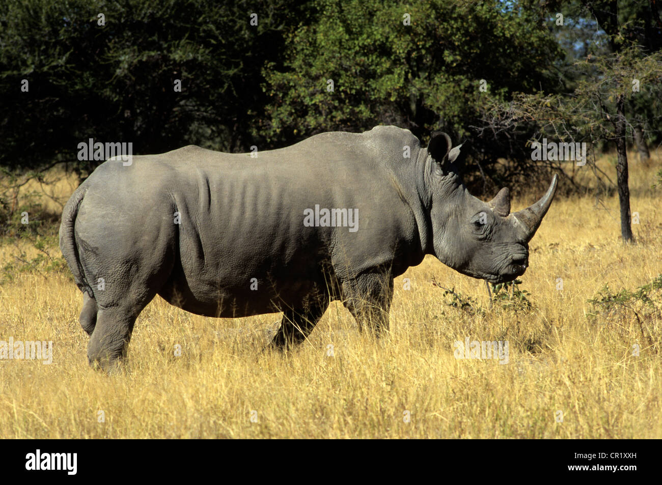 Zimbabwe, Matabeleland Province, Matobo or Matopos Mounts, UNESCO World ...
