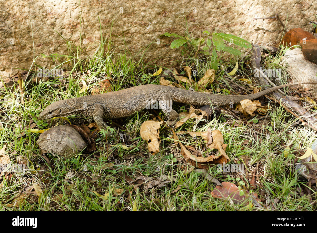 Land monitor (thalagoya), Sri Lanka Stock Photo - Alamy