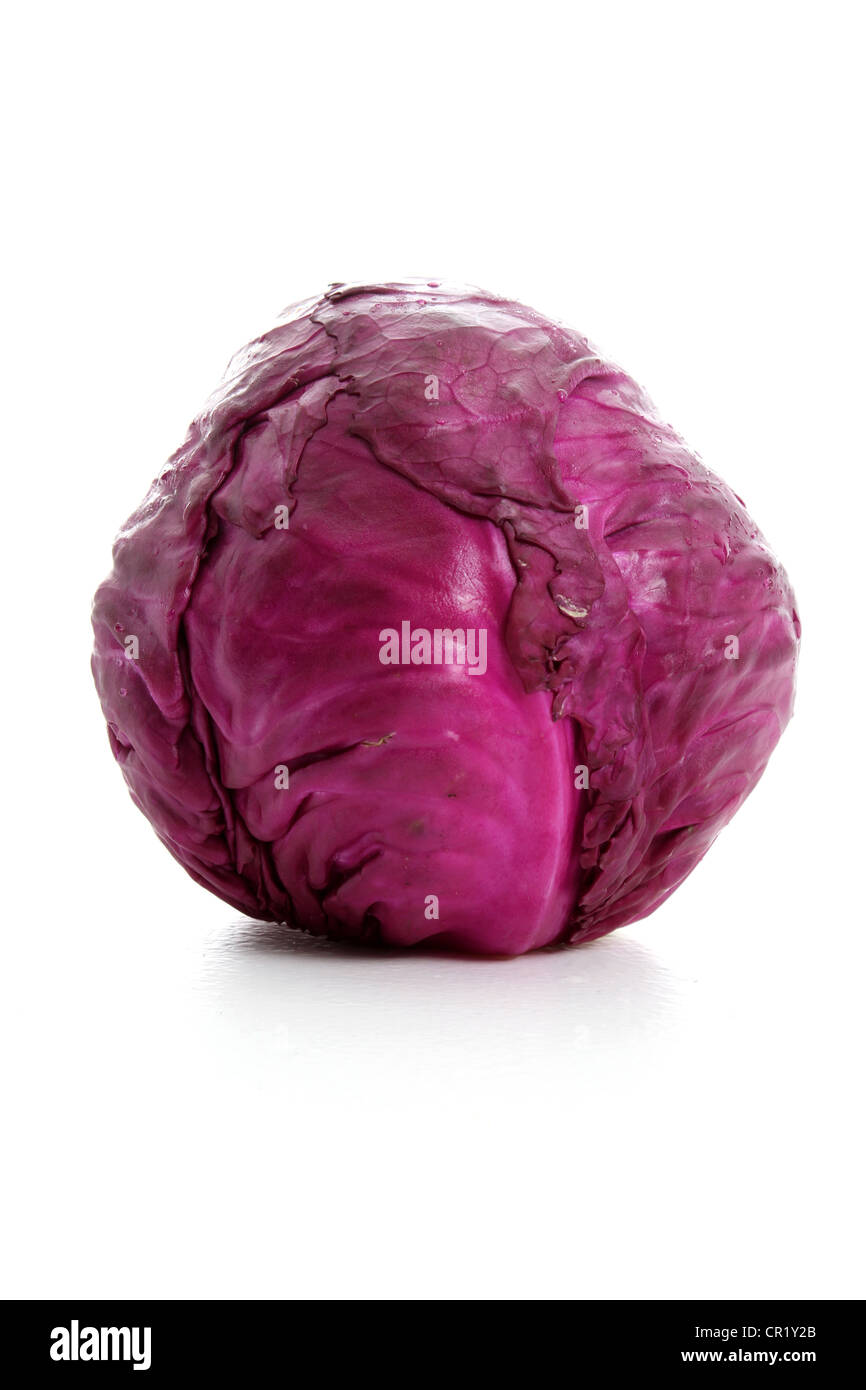 Single red cabbage on a white background Stock Photo - Alamy