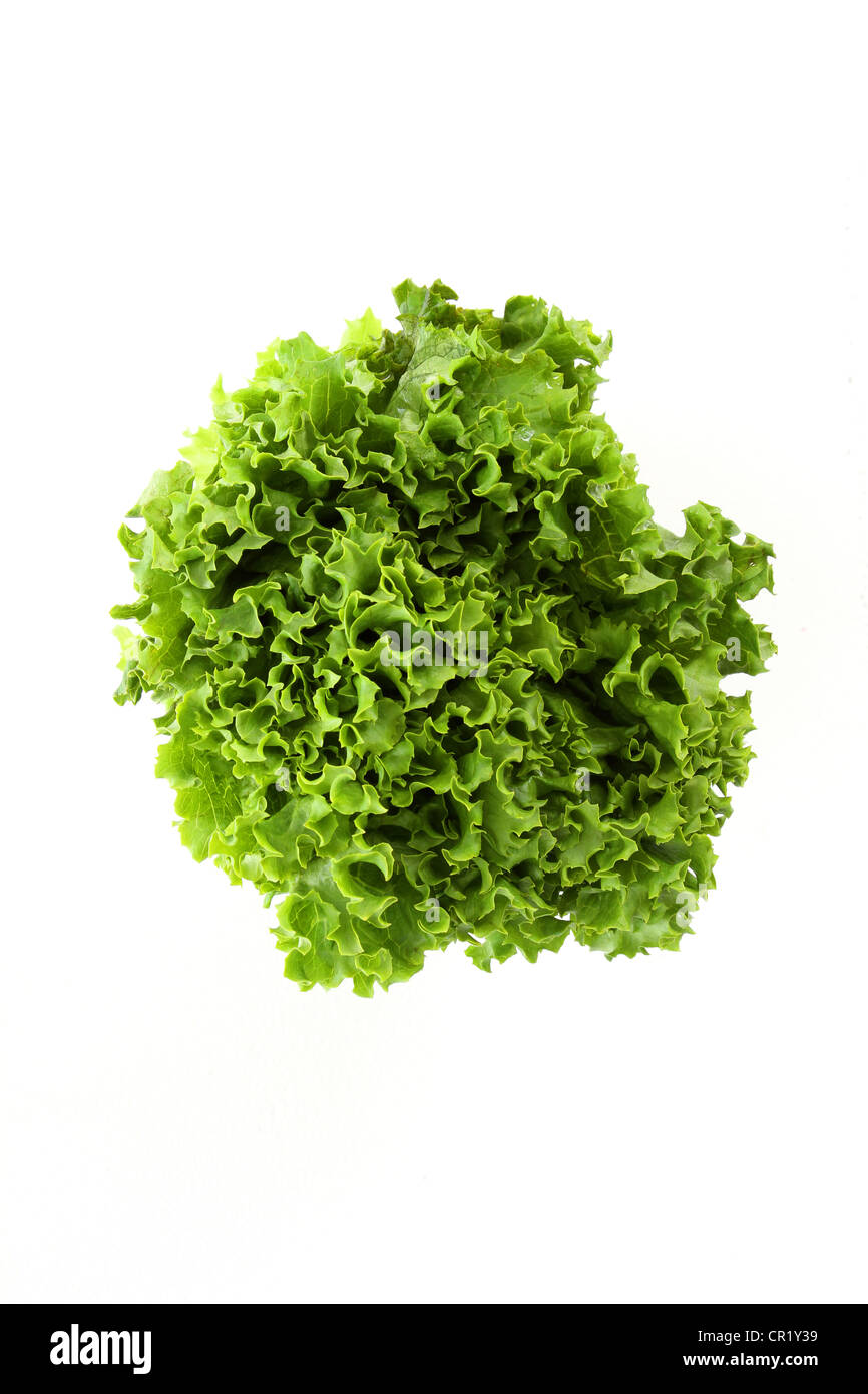 Boston Lettuce bunch on a white background Stock Photo - Alamy