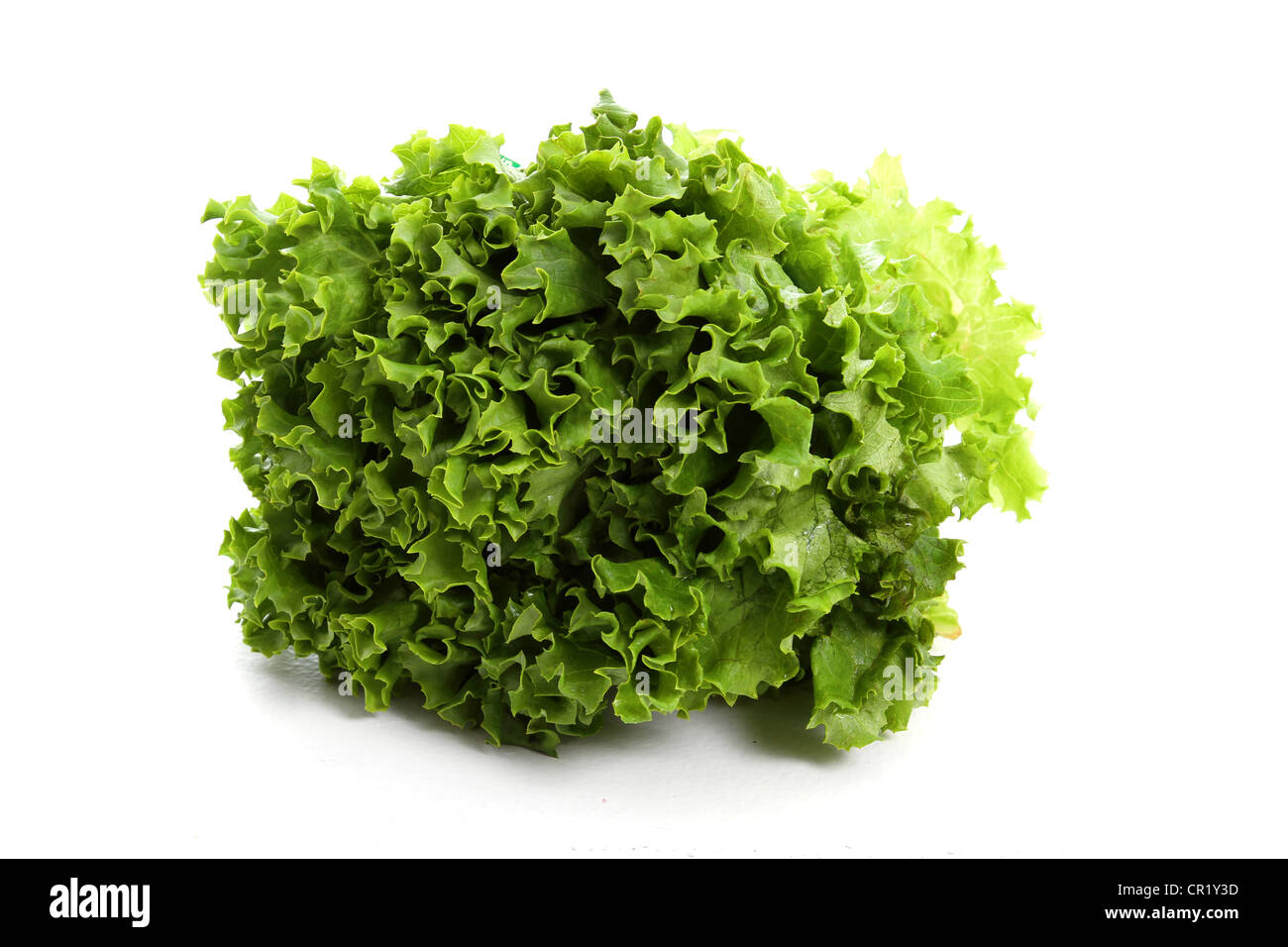 Boston Lettuce Bunch on a White Background Stock Photo - Alamy