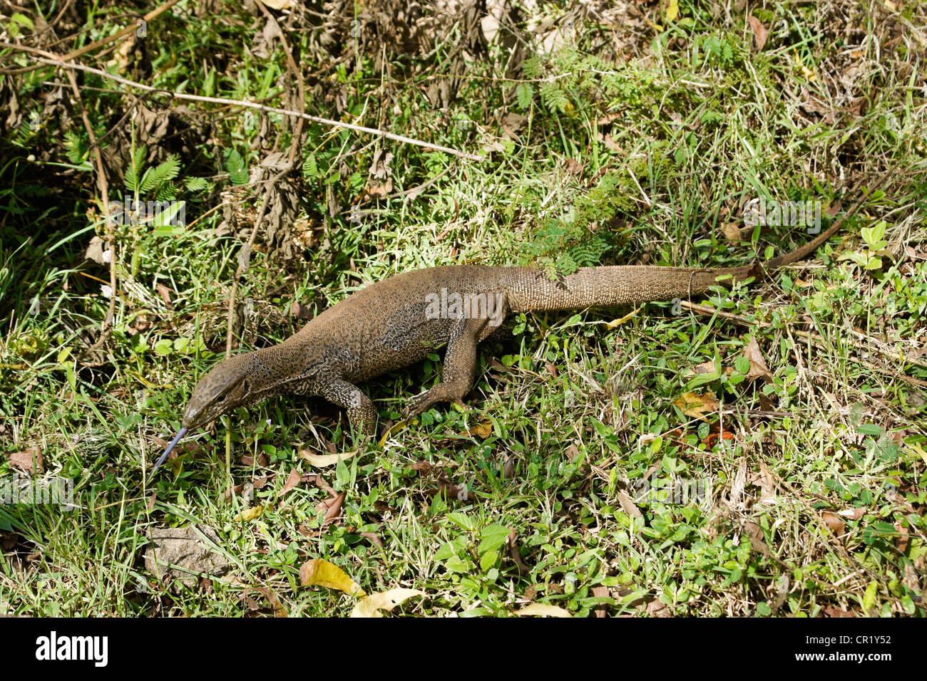 Land monitor (thalagoya), Sri Lanka Stock Photo - Alamy