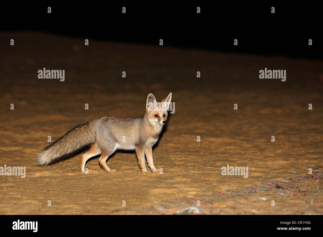 Ruppell’s fox egypt hi-res stock photography and images - Alamy