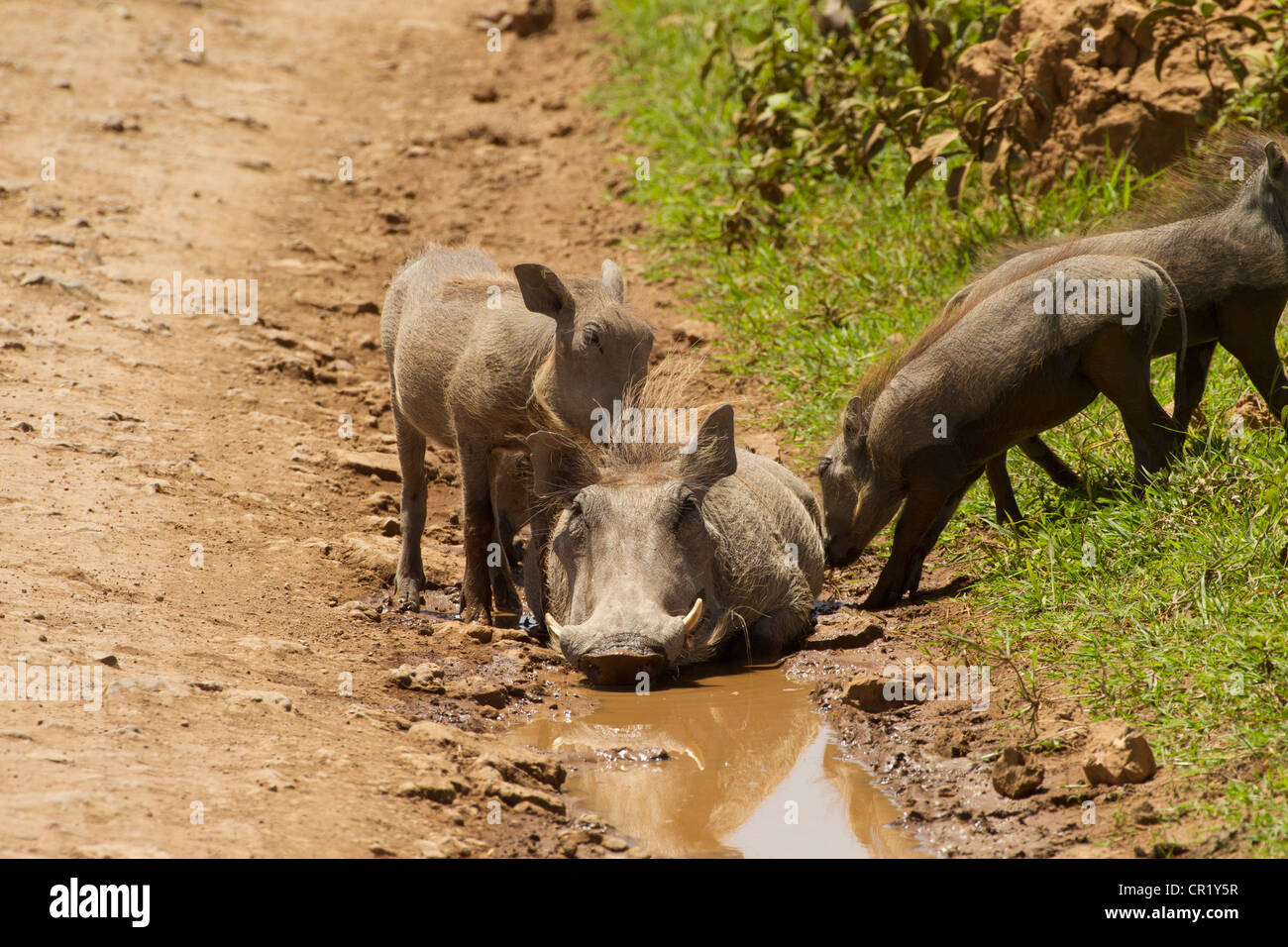 Warthog behavior hi-res stock photography and images - Alamy
