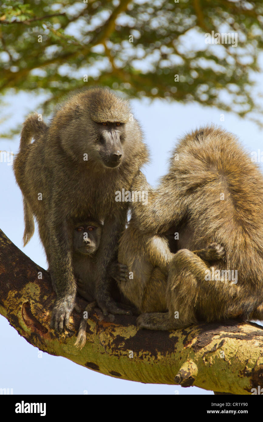 Olive Baboon Family Grooming Each Other Stock Photo - Alamy