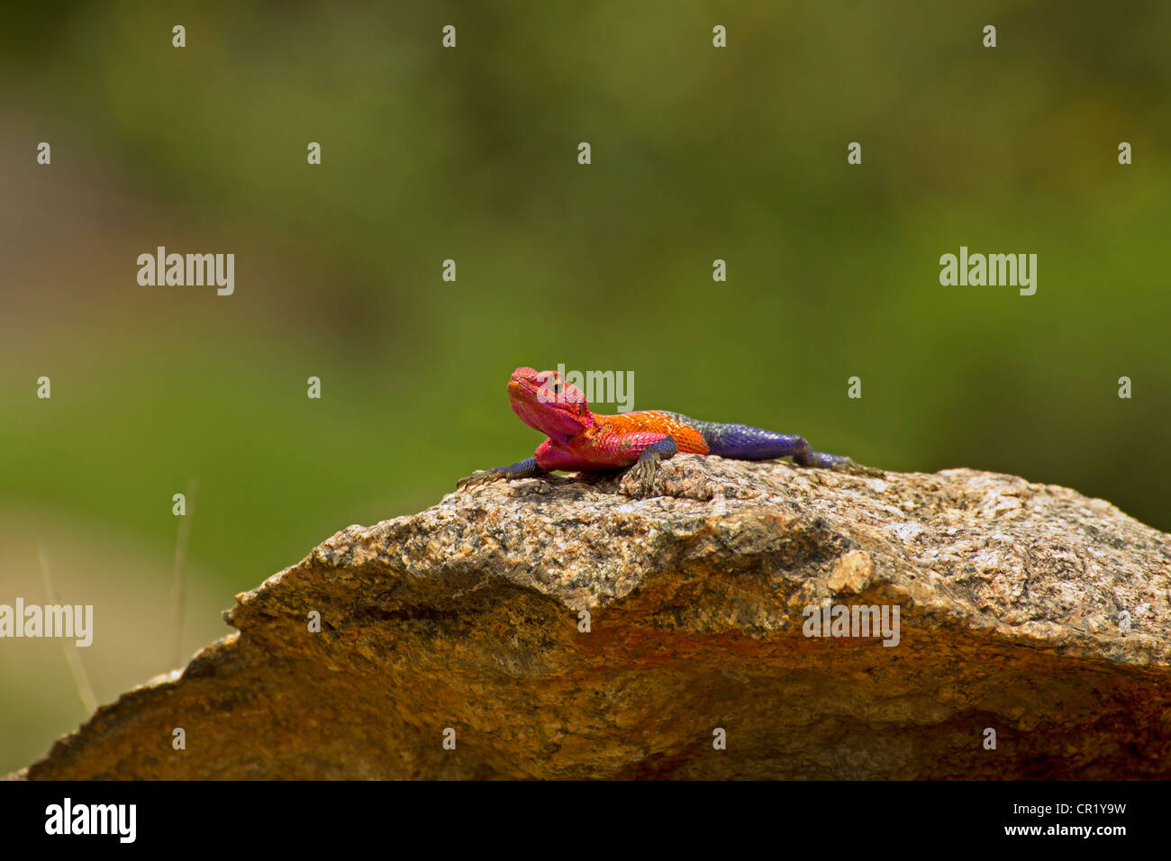 Agama Lizard Sunning Itself on a Rock at the Moru Kopjes of Tanzania ...
