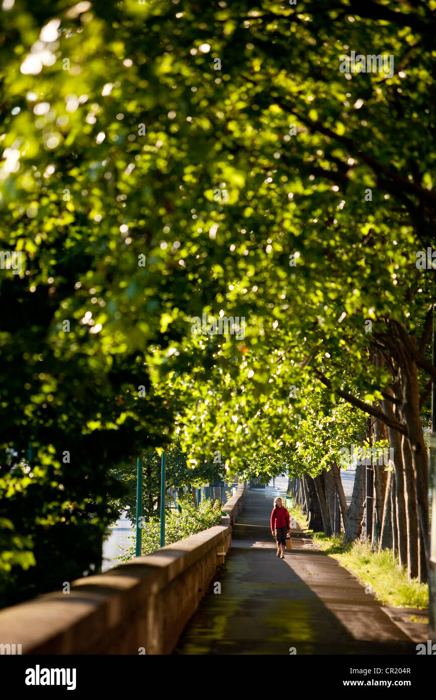 Plane tree alley hi-res stock photography and images - Alamy