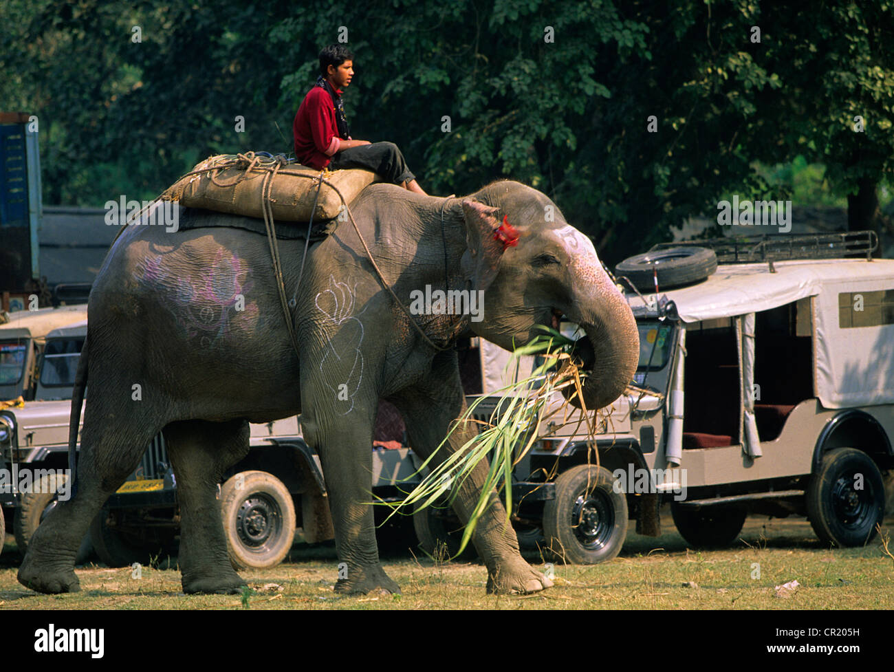 India, Orissa State, Sonepur Fair, the biggest cattle fair of the world ...