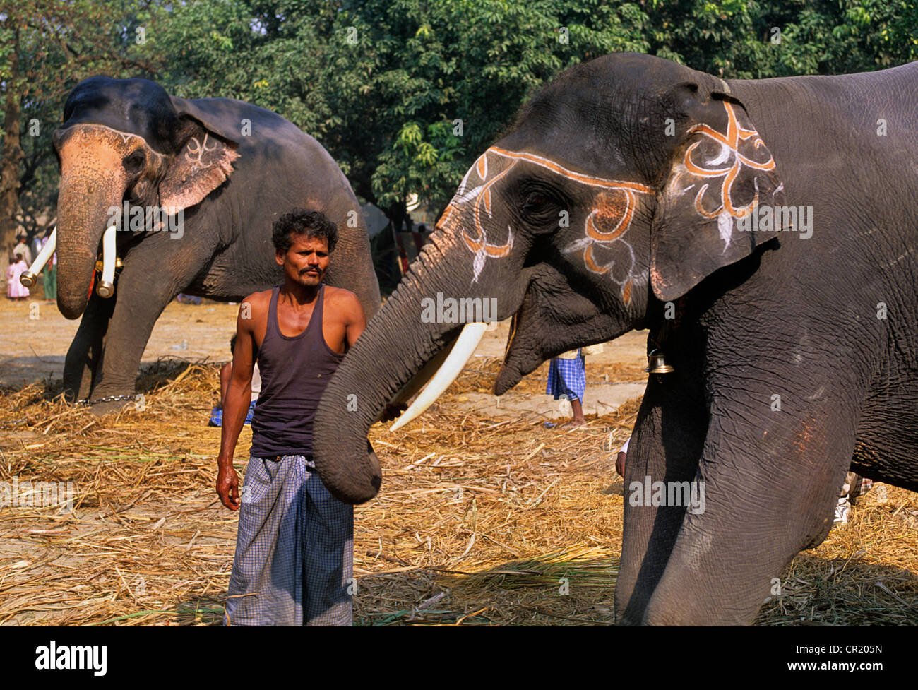 India, Orissa State, Sonepur Fair, the biggest cattle fair of the world ...
